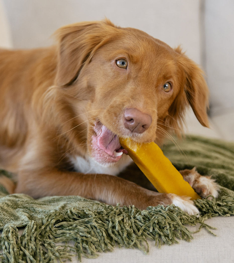 Bestseller Treat Collection – Downtown Pet Supply