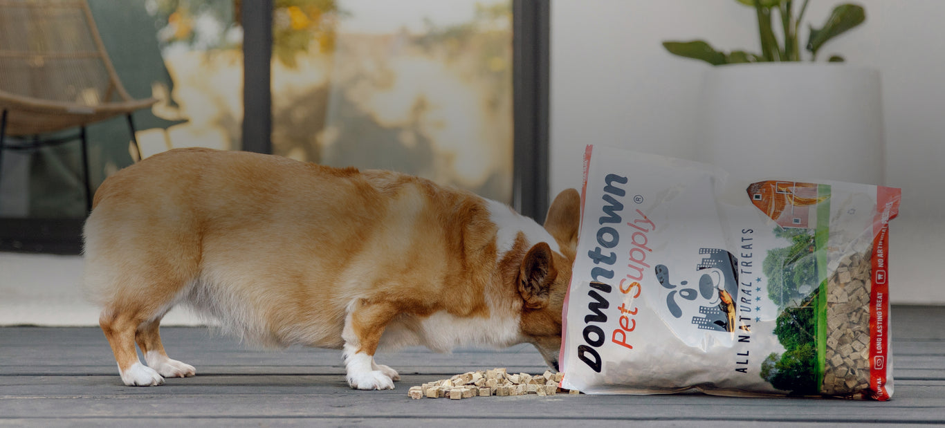 Buy Pet Supplies Online | Dog and Cat Care Products – Downtown Pet Supply