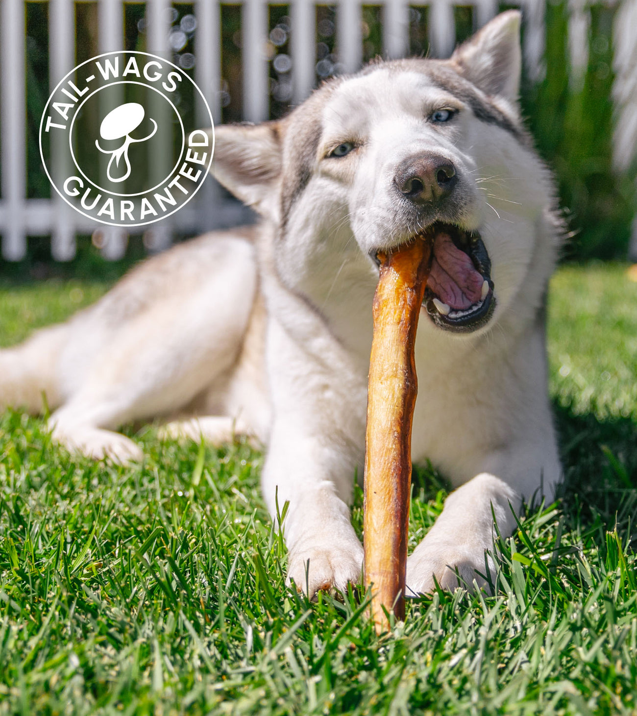 Jumbo Bully Sticks for Large Dogs | Long-Lasting Chews | Downtown Pet ...