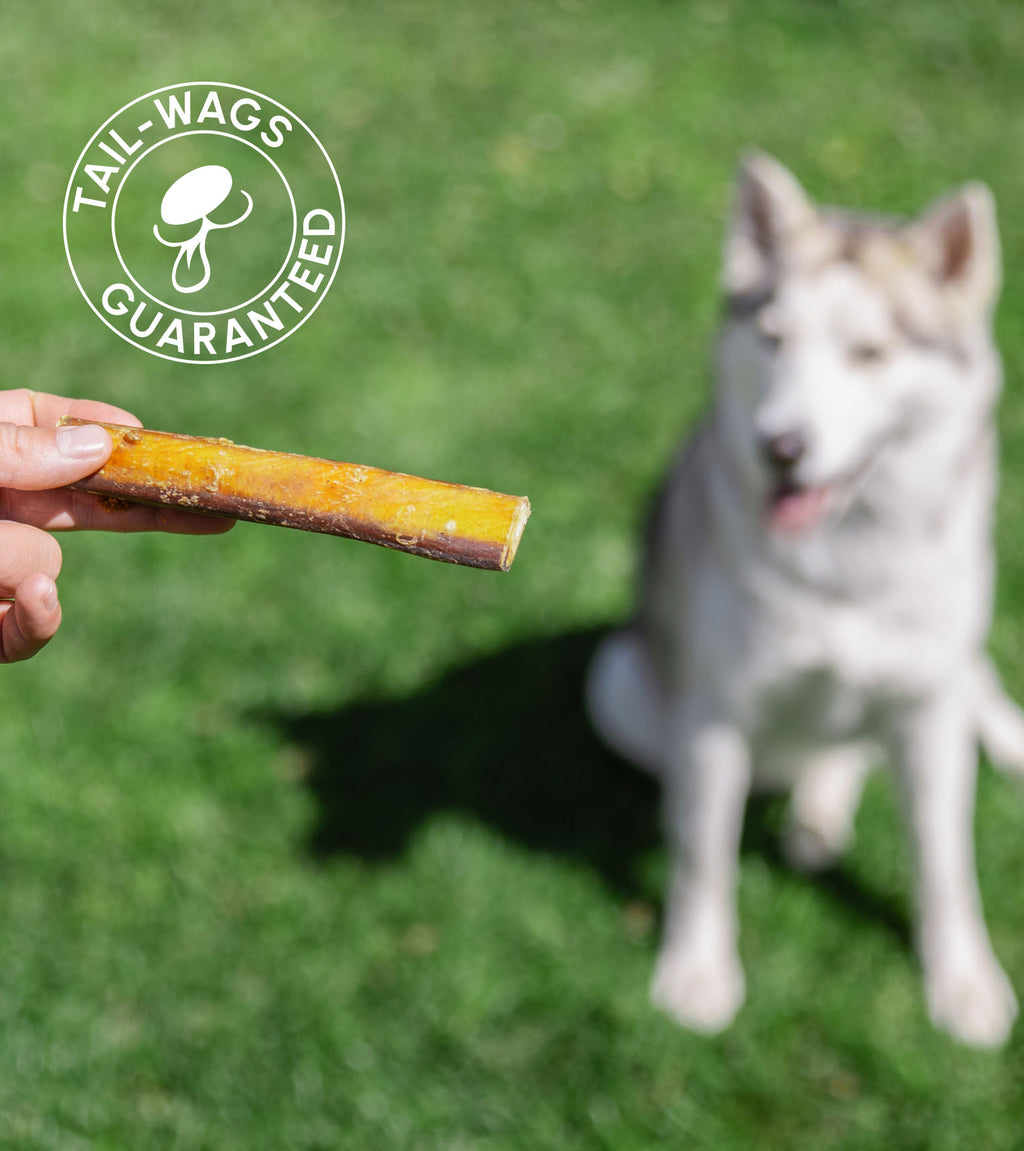 Jumbo Bully Sticks for Large Dogs | Long-Lasting Chews | Downtown Pet ...
