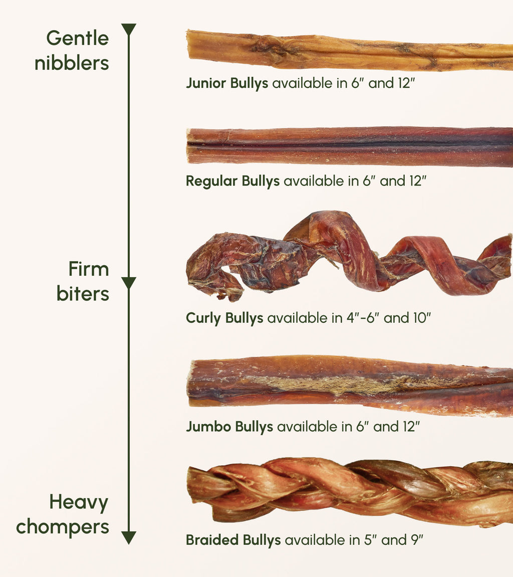 Jumbo Bully Sticks for Large Dogs | Long-Lasting Chews | Downtown Pet ...