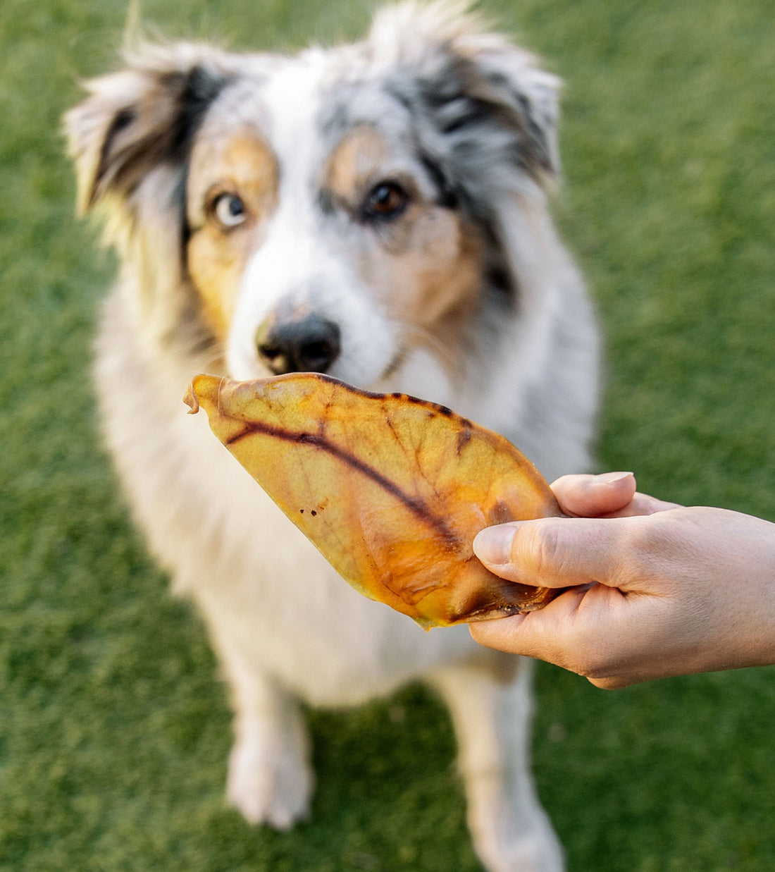 Jumbo Pig Ears Dog Chews | Natural & Hearty | Downtown Pet Supply®