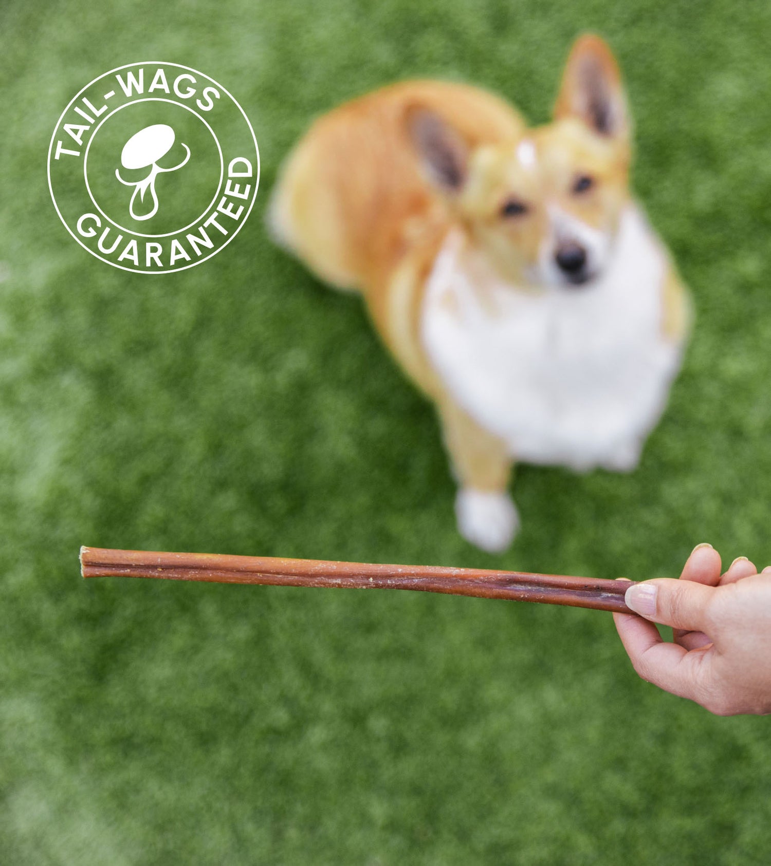 USA Puppy Bully Sticks | Natural Teething Chew | Downtown Pet Supply®