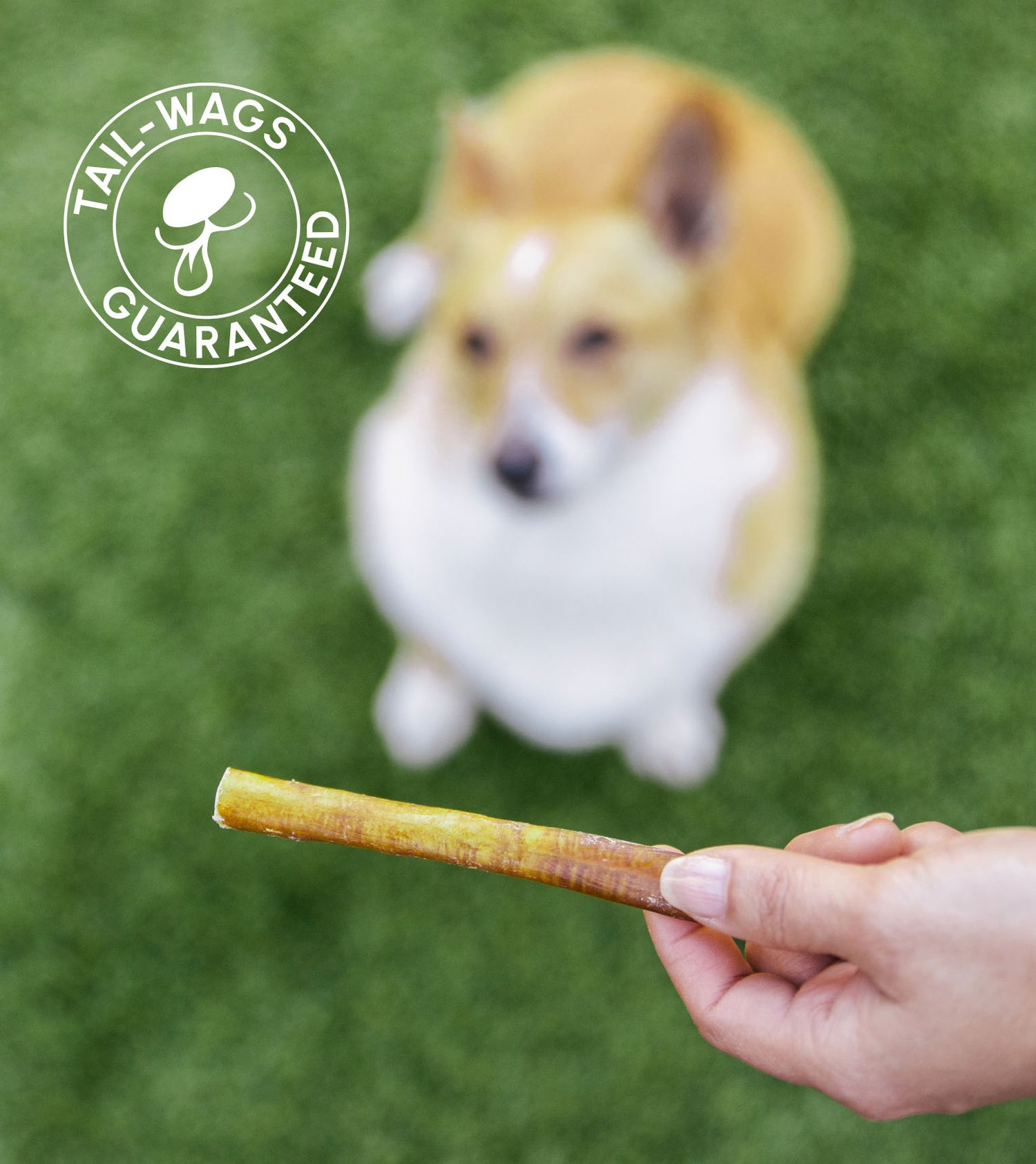 USA Puppy Bully Sticks | Natural Teething Chew | Downtown Pet Supply®
