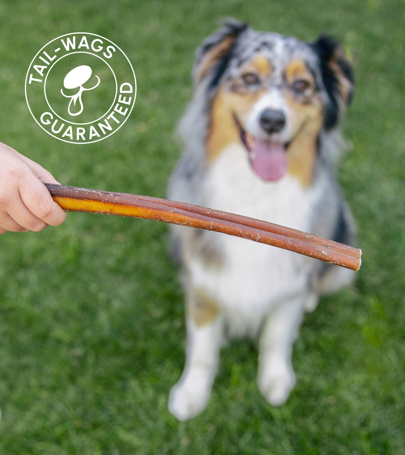 12" USA Bully Sticks | Dog Chews Made in the USA | Downtown Pet Supply®
