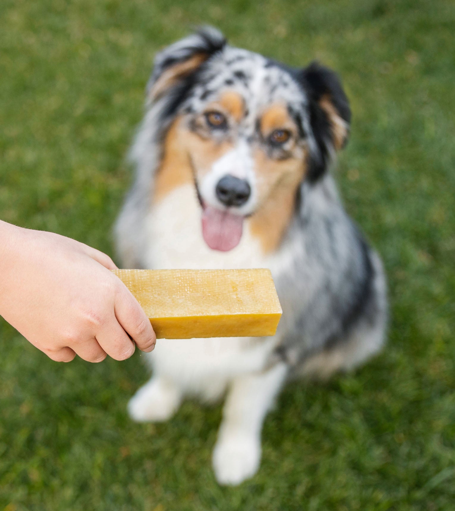 Monster Yak Chews | Extra Large Dog Chews| Downtown Pet Supply®