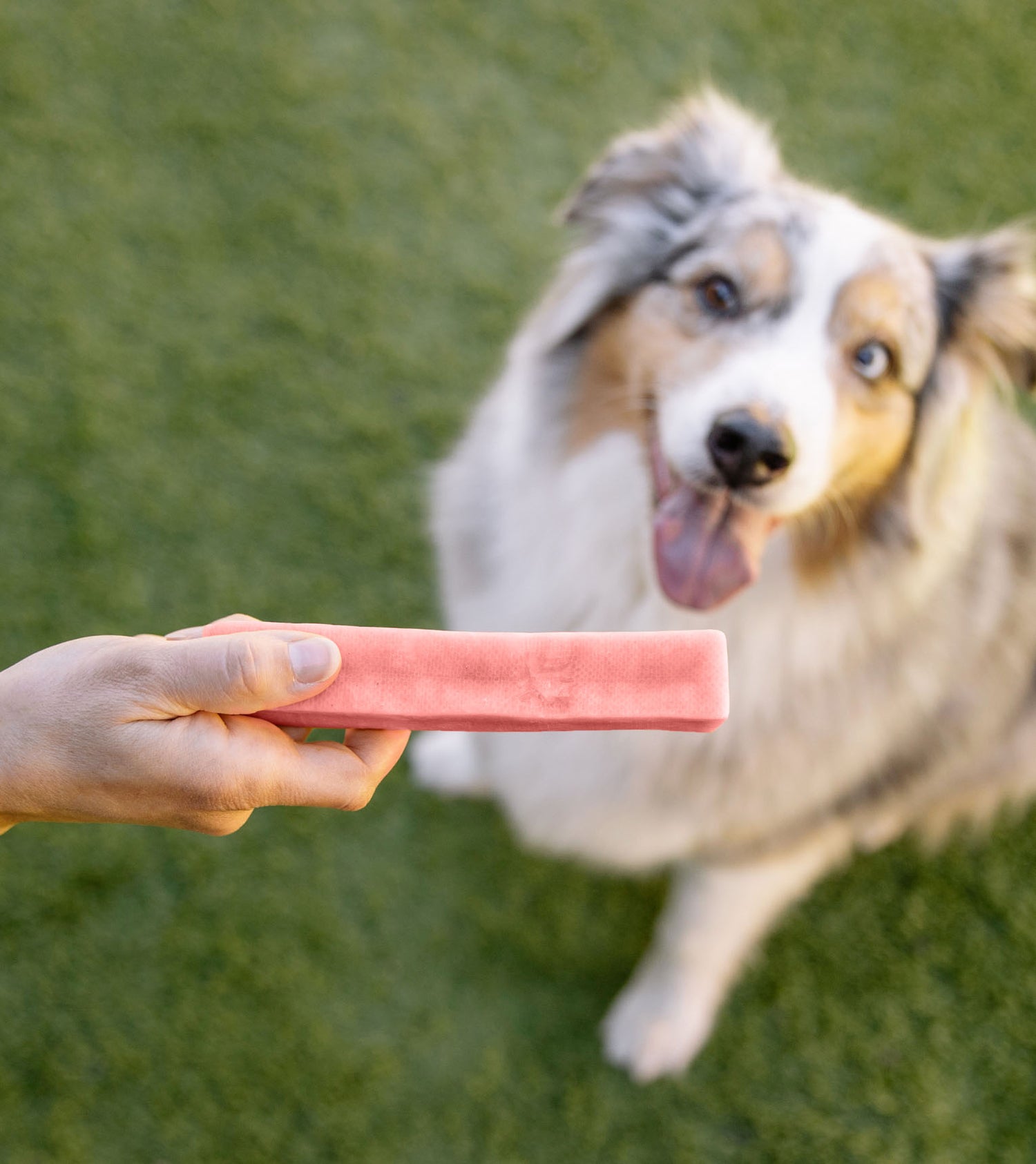 Long-Lasting Himalayan Cheese Yak Chews for Dogs | Downtown Pet Supply®